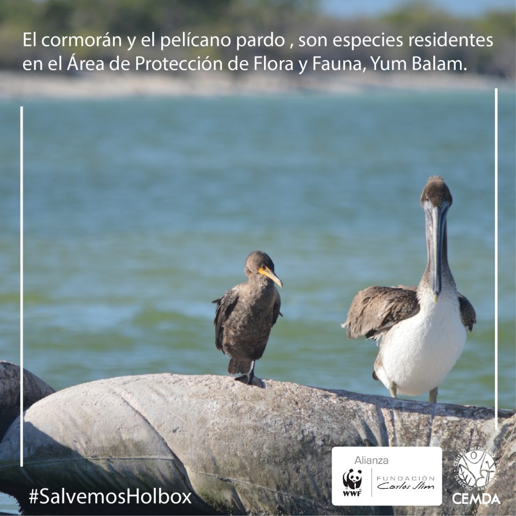 Proceso de tercería debe privilegiar la conservación y el manejo ...