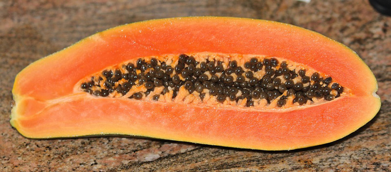 Iniciativas científicas para mejorar la papaya - Prensa Animal