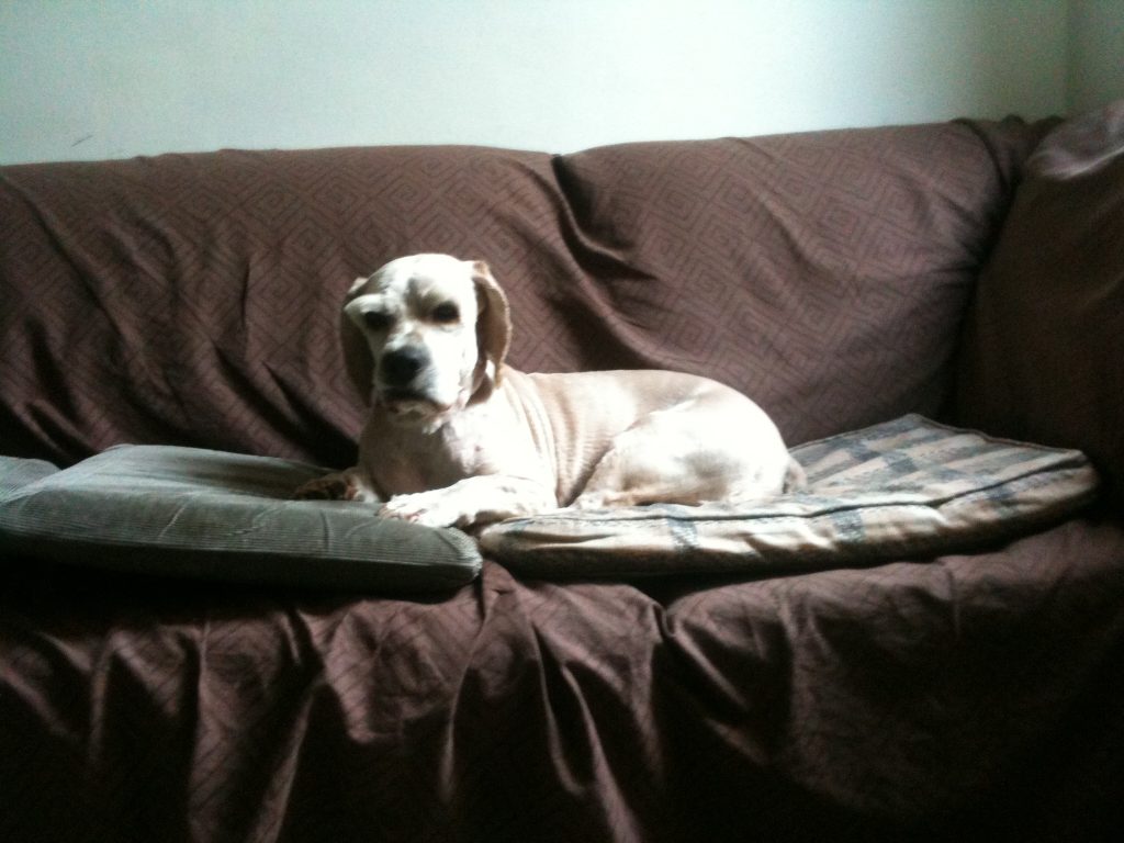 Mi perro se sube a los sillones sin permiso, ¿qué hago? - Prensa Animal