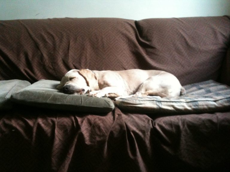 Mi perro se sube a los sillones sin permiso, ¿qué hago? - Prensa Animal