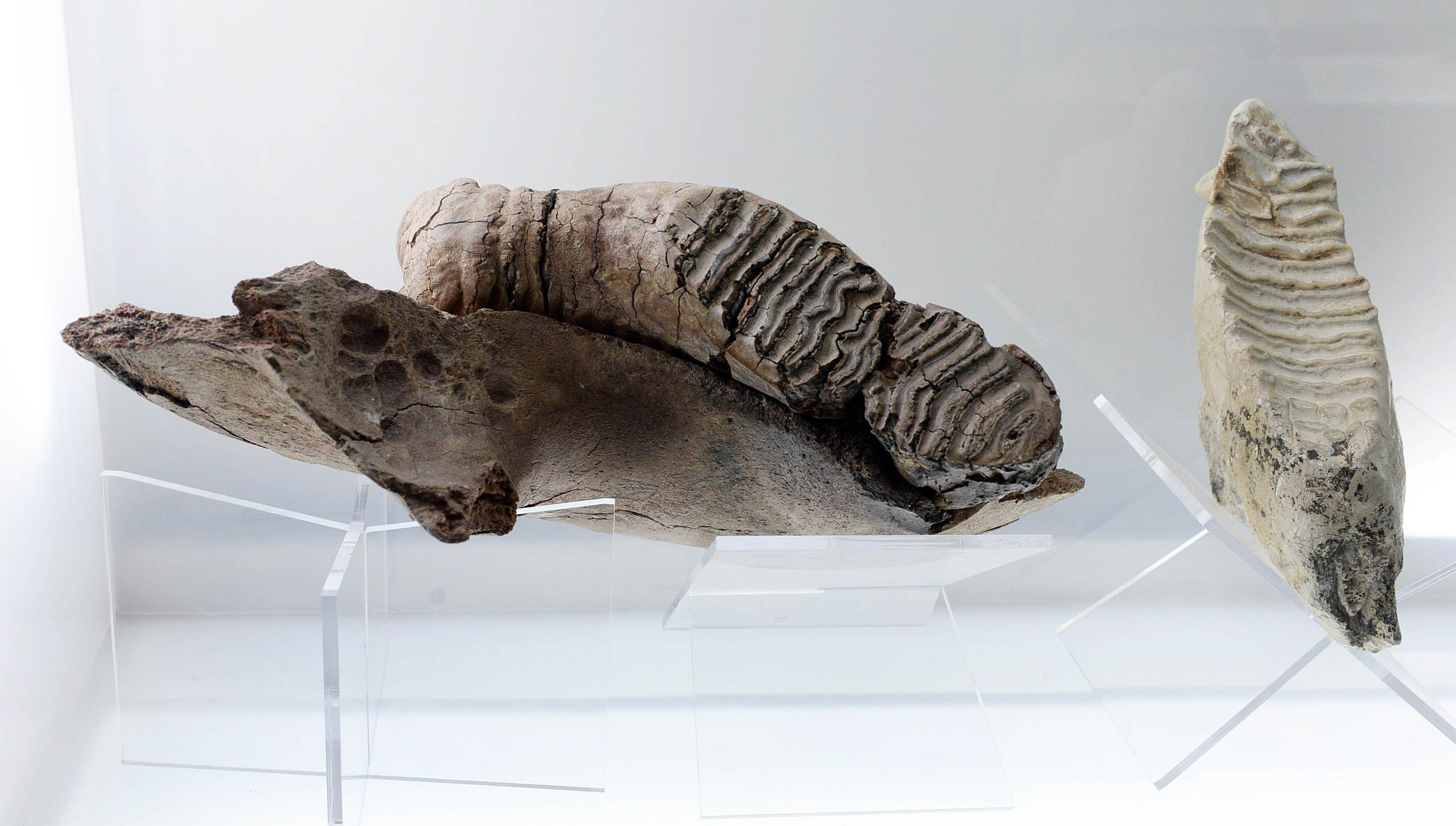 Museo universitario en la mixteca poblana exhibe restos fósiles de hace ...