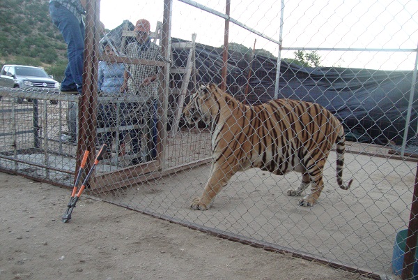 Aseguran 4 felinos, 23 tortugas y un cocodrilo en predio de Hermosillo ...