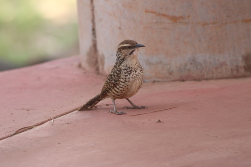 Los nuevos santuarios de aves en Jalisco - Prensa Animal