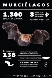 México es hogar de 138 especies de murciélagos - Prensa Animal