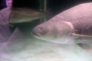 Publican Norma para marcaje de totoaba - Prensa Animal