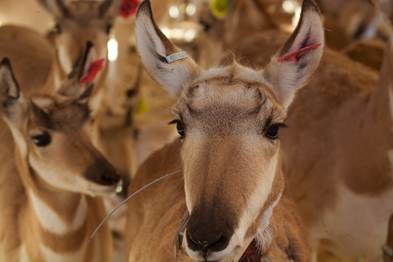 Se liberan 100 ejemplares de berrendo mexicano en Chihuahua - Prensa Animal