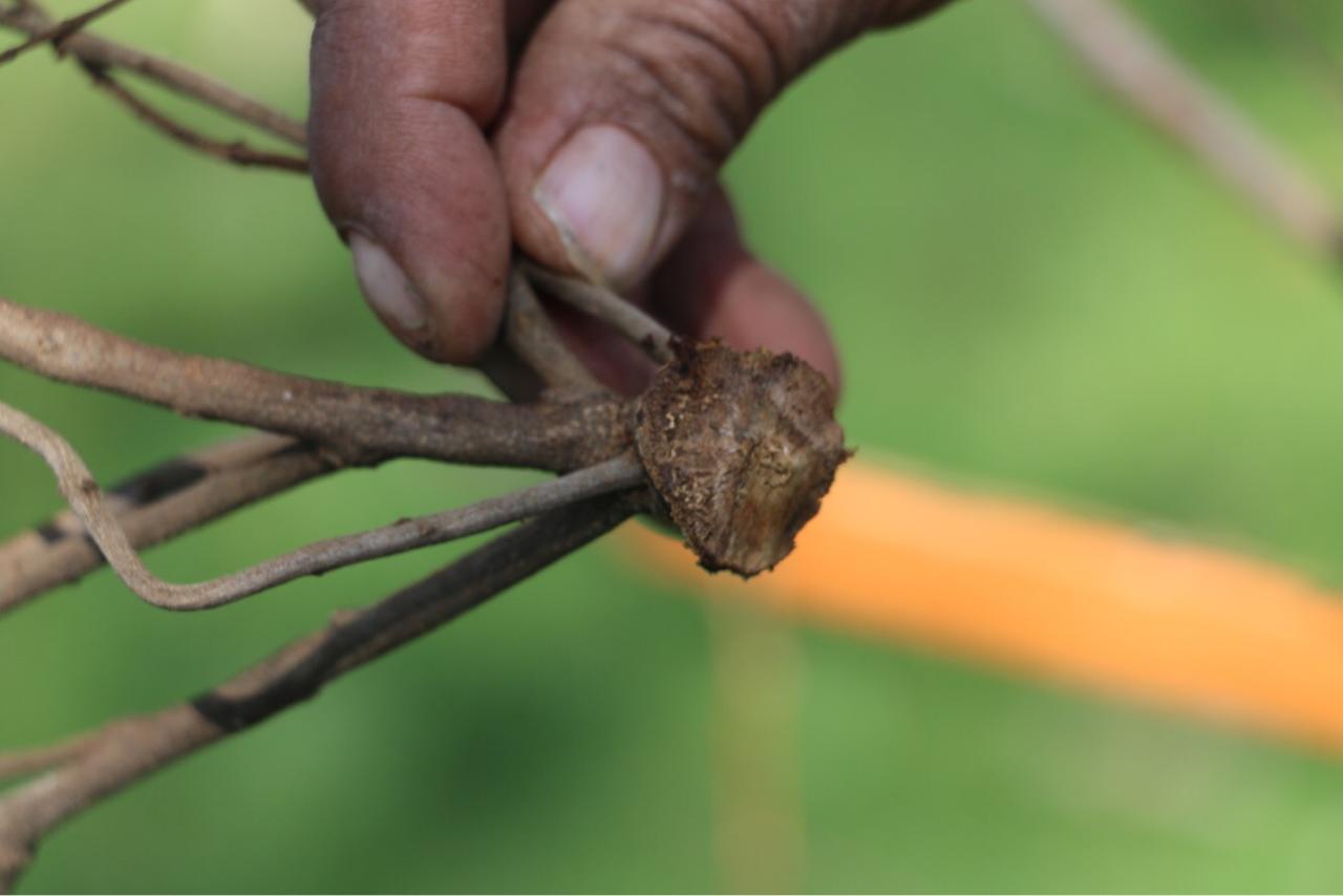 Atacan plagas del ahuejote: árbol endémico de Xochimilco - Prensa Animal