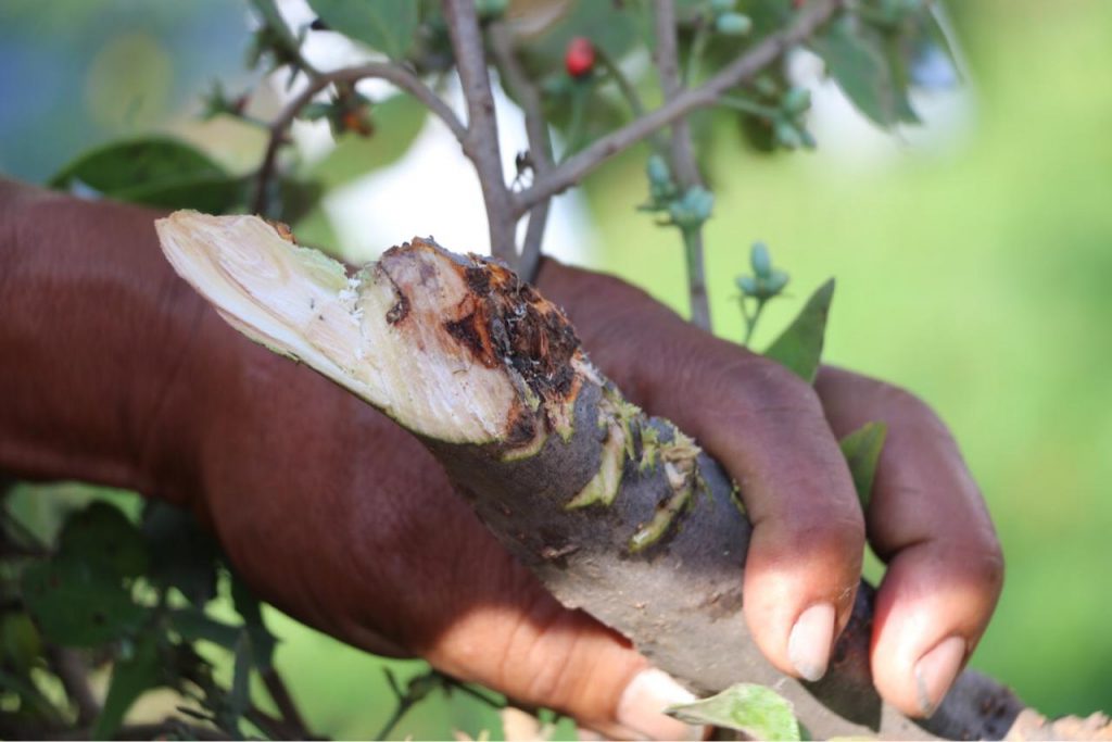Atacan plagas del ahuejote: árbol endémico de Xochimilco - Prensa Animal