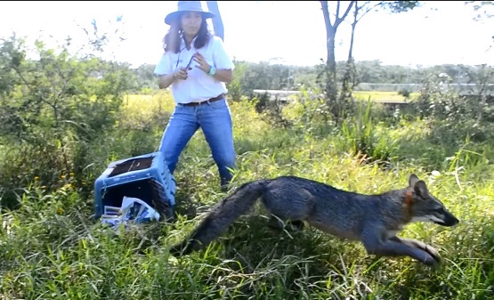 Reintegran a su hábitat un zorro gris, en Colima - Prensa Animal