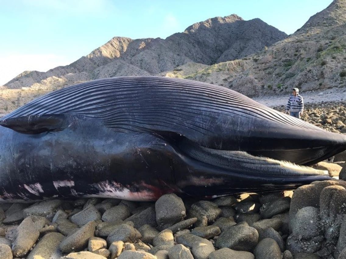 Atiende Profepa varamiento de ballena rorcual tropical adulto en Baja ...