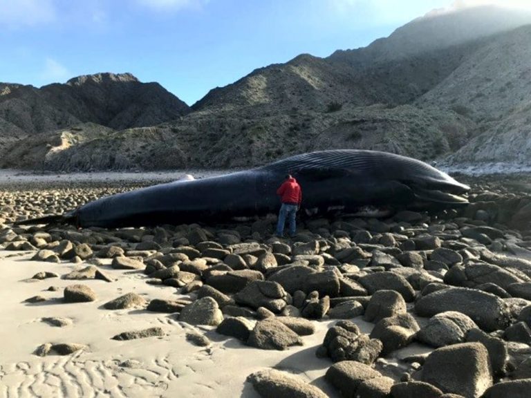 Atiende Profepa varamiento de ballena rorcual tropical adulto en Baja ...