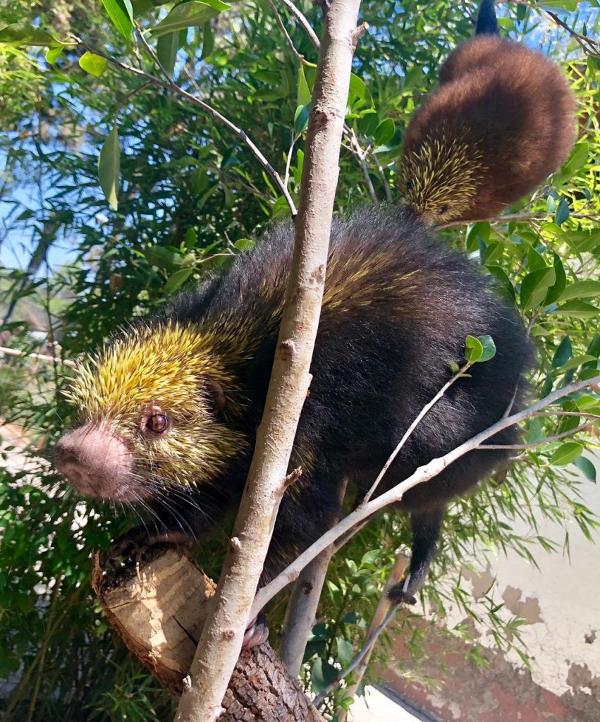 Nace coendú por primera vez en zoológicos mexicanos - Prensa Animal