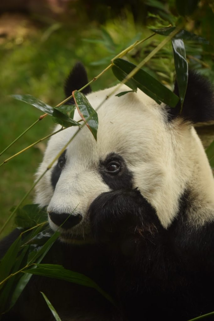 Superan expectativas de vida pandas gigantes de Chapultepec - Prensa Animal