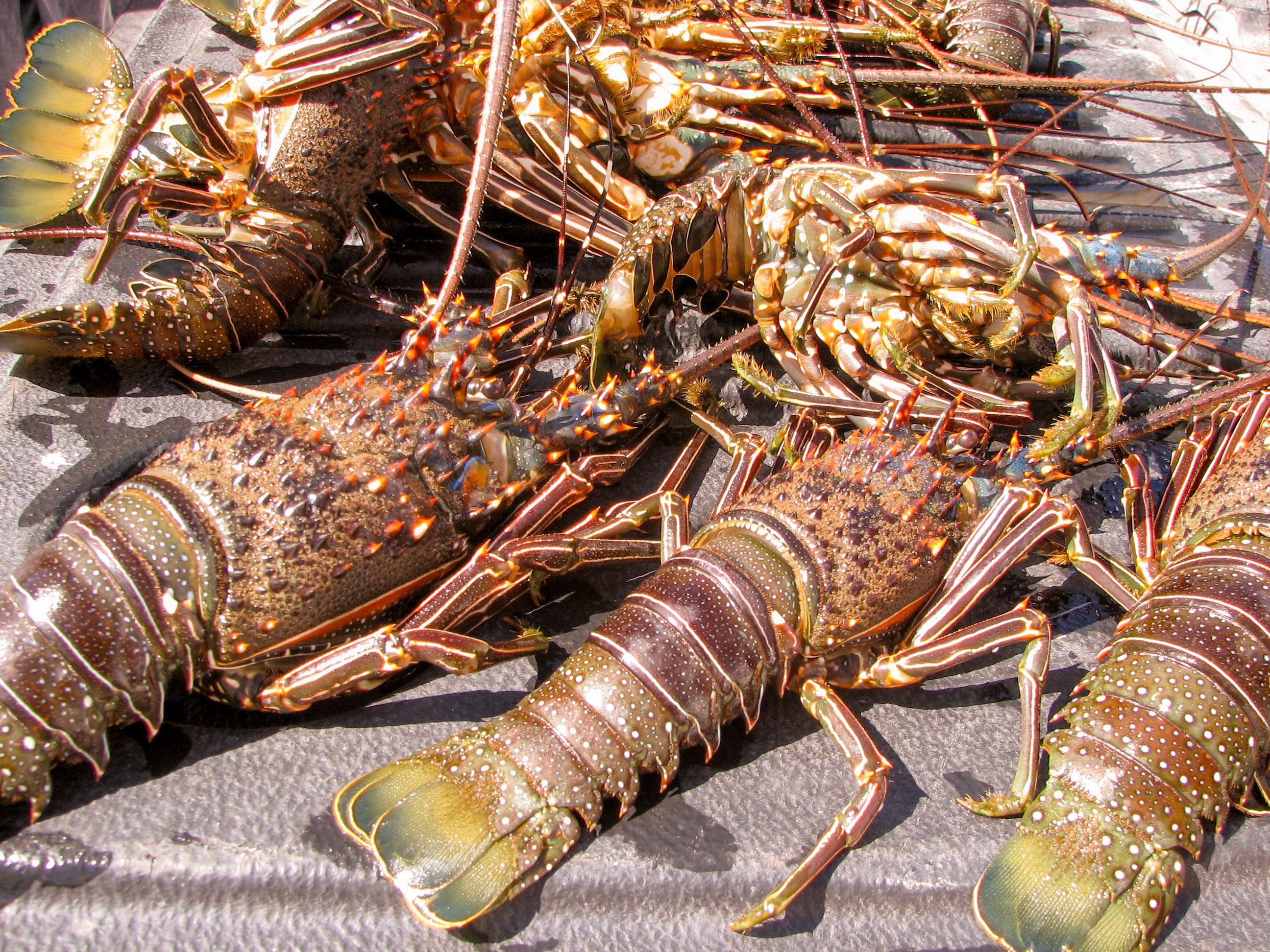 Establece la Sader período de veda de langostas azul, verde y roja en ...