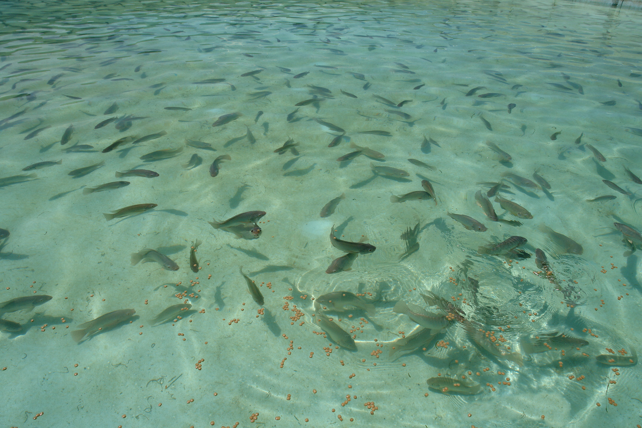 Recupera México estatus de país libre del virus de la tilapia del lago ...