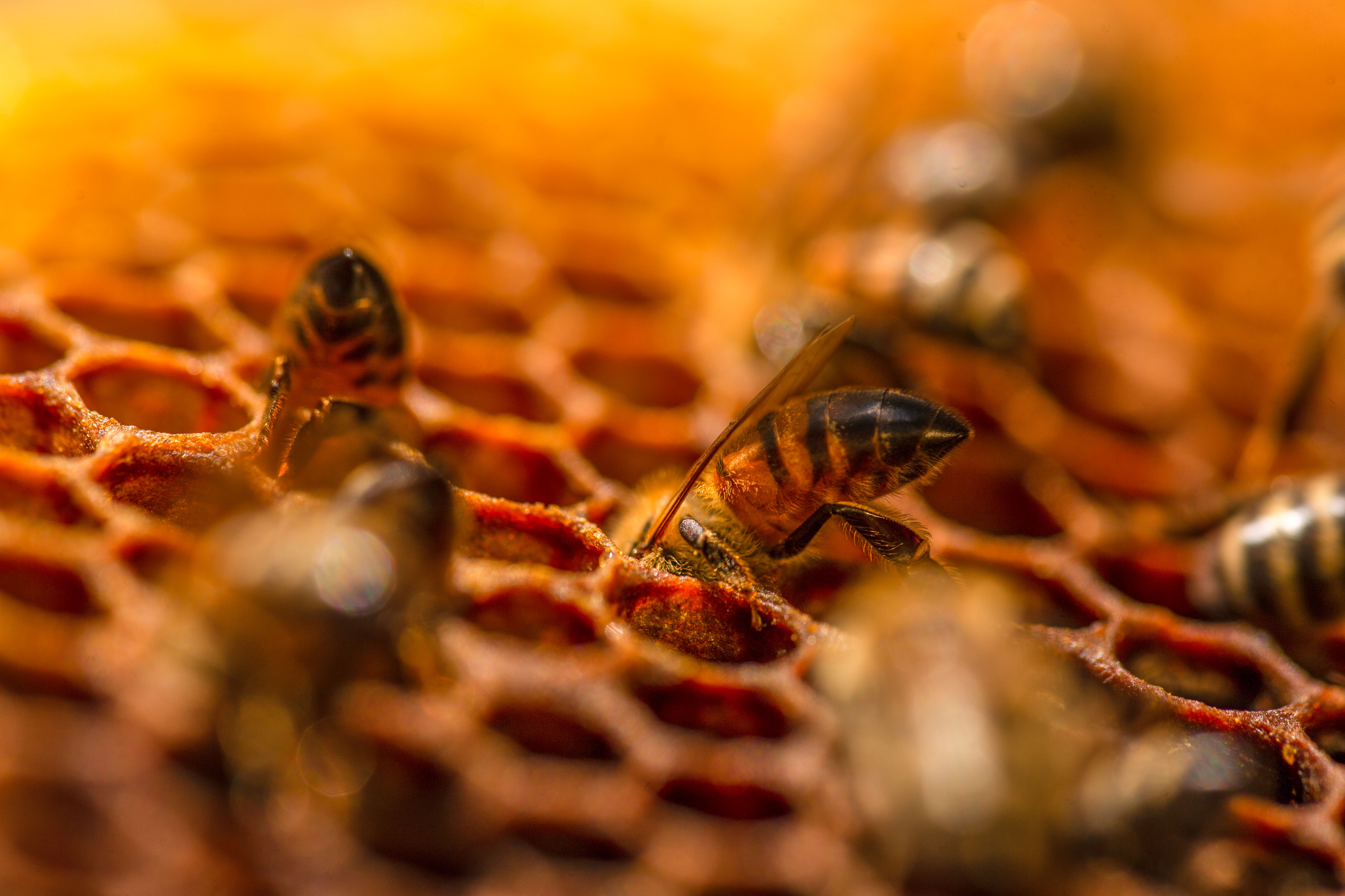 Instalan Sader y Semarnat grupo de coordinación para proteger a ...