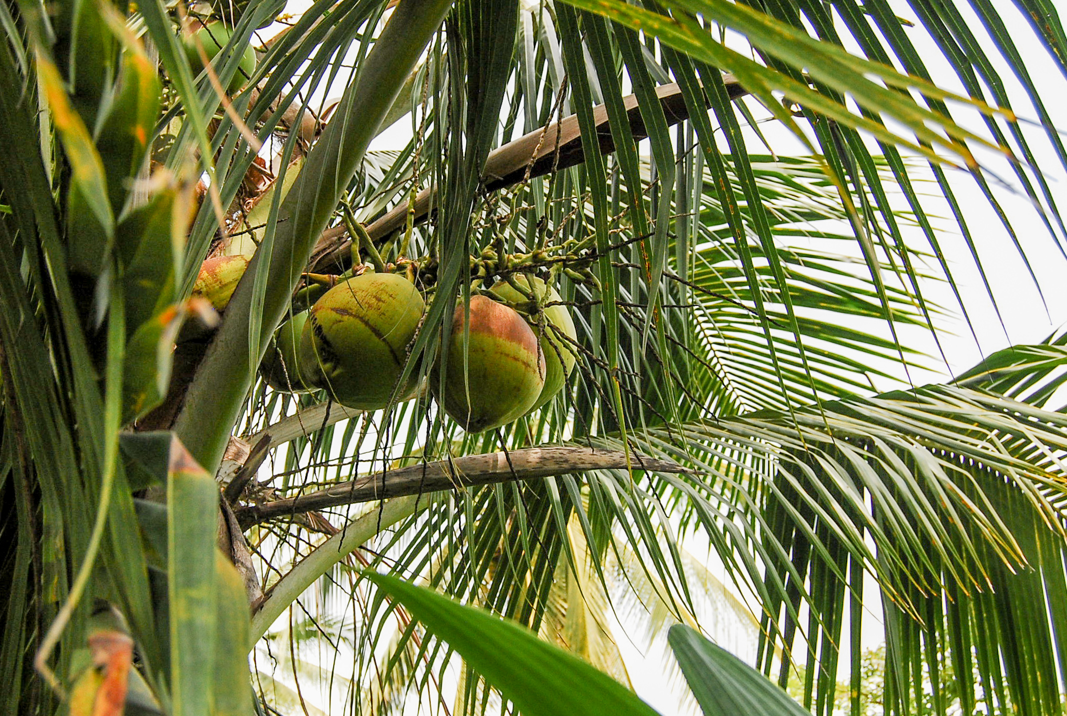 Genera Sader híbridos de cocotero mejorados y resistentes a ...