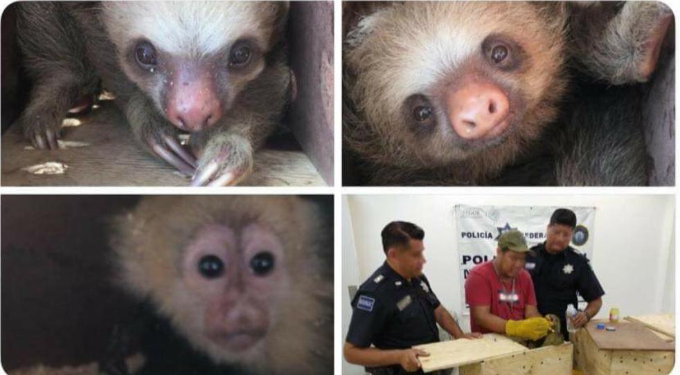 Sader y Senasica confirman que no tenían facultades para sacrificar ...