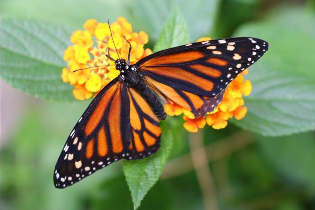 Liberan a Mariposas Monarcas en el Mariposario del Zoológico de ...