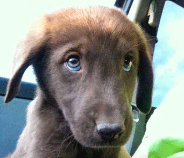 ¿Por qué los perros enternecen a las personas con su mirada? - Prensa ...