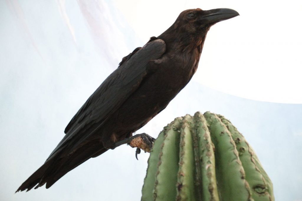 El cuervo, una de las aves más inteligentes del planeta, pieza del mes ...