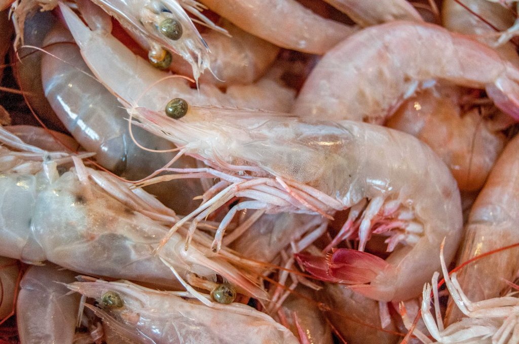 Amplían épocas y zonas de veda para la captura de todas las especies de ...