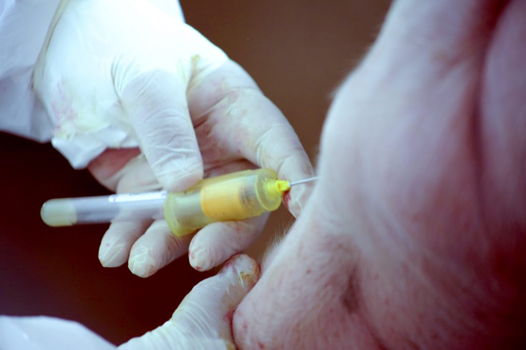 Emite Sader Acuerdo para la aplicación de medidas zoosanitarias con el ...