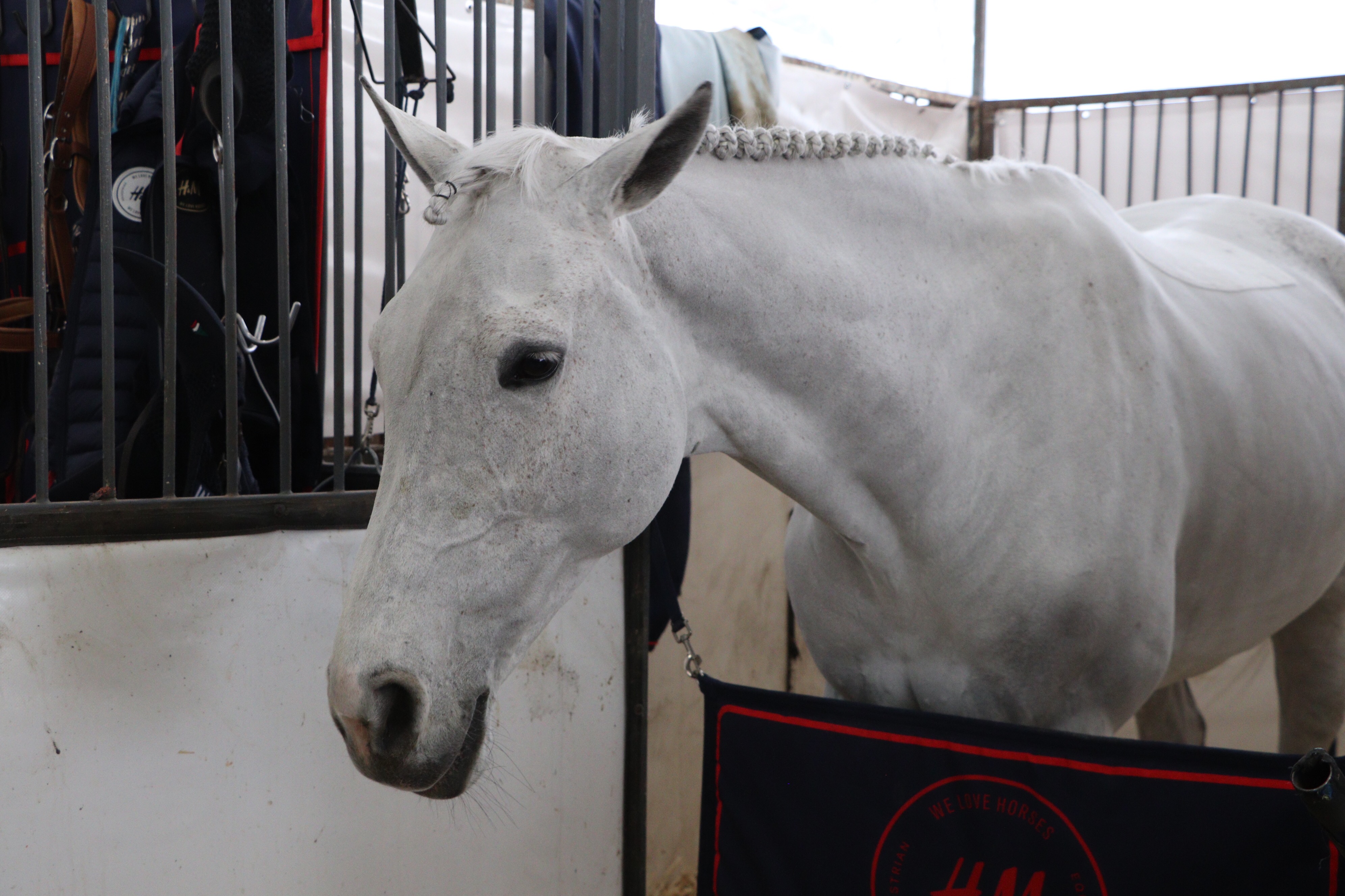 Se declara México libre de cuatro enfermedades exóticas que afectan al ...