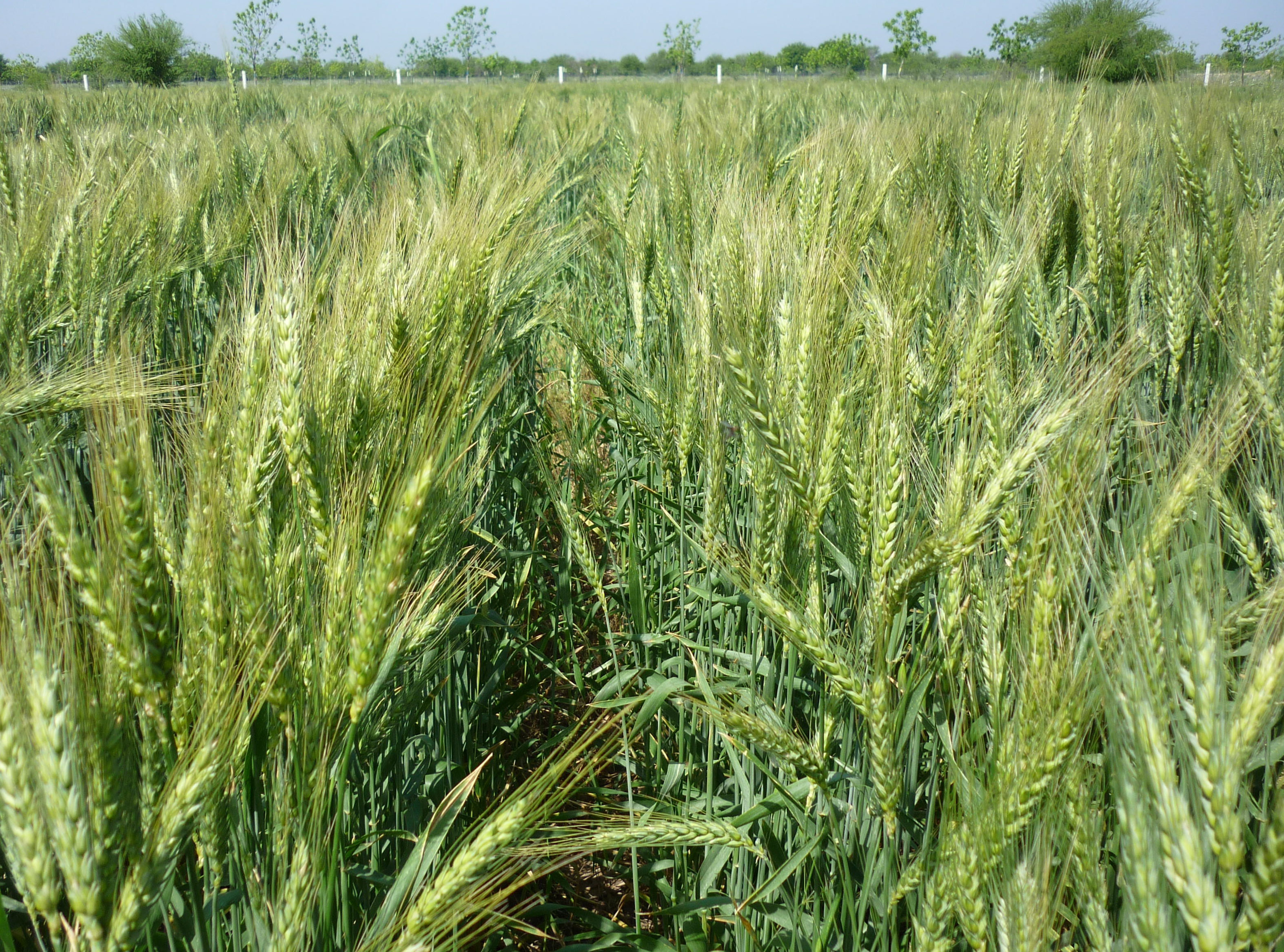 Estimula el programa Precios de Garantía la producción nacional de ...