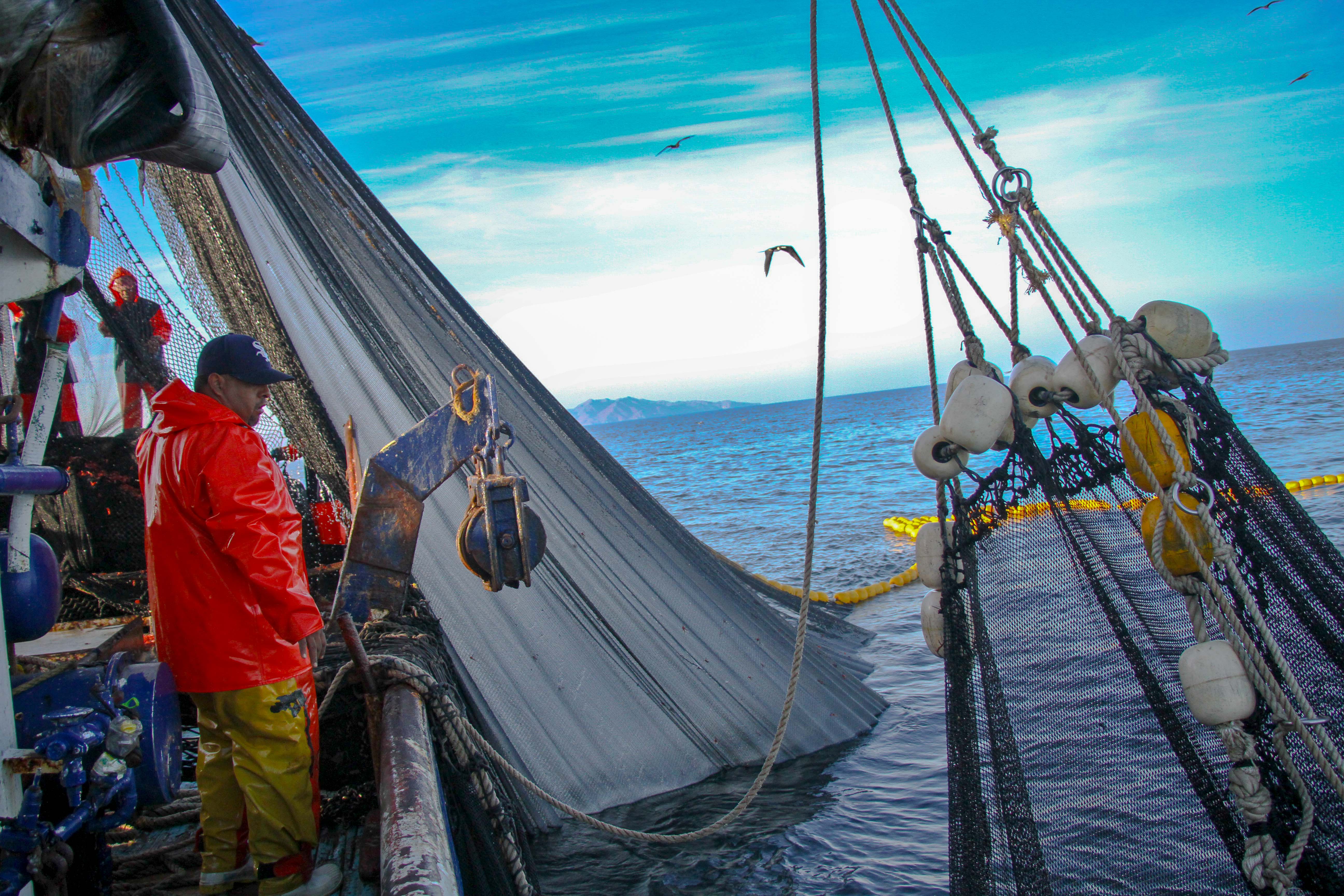 Establece Sader época y zona de veda 2019 para la captura de pelágicos ...