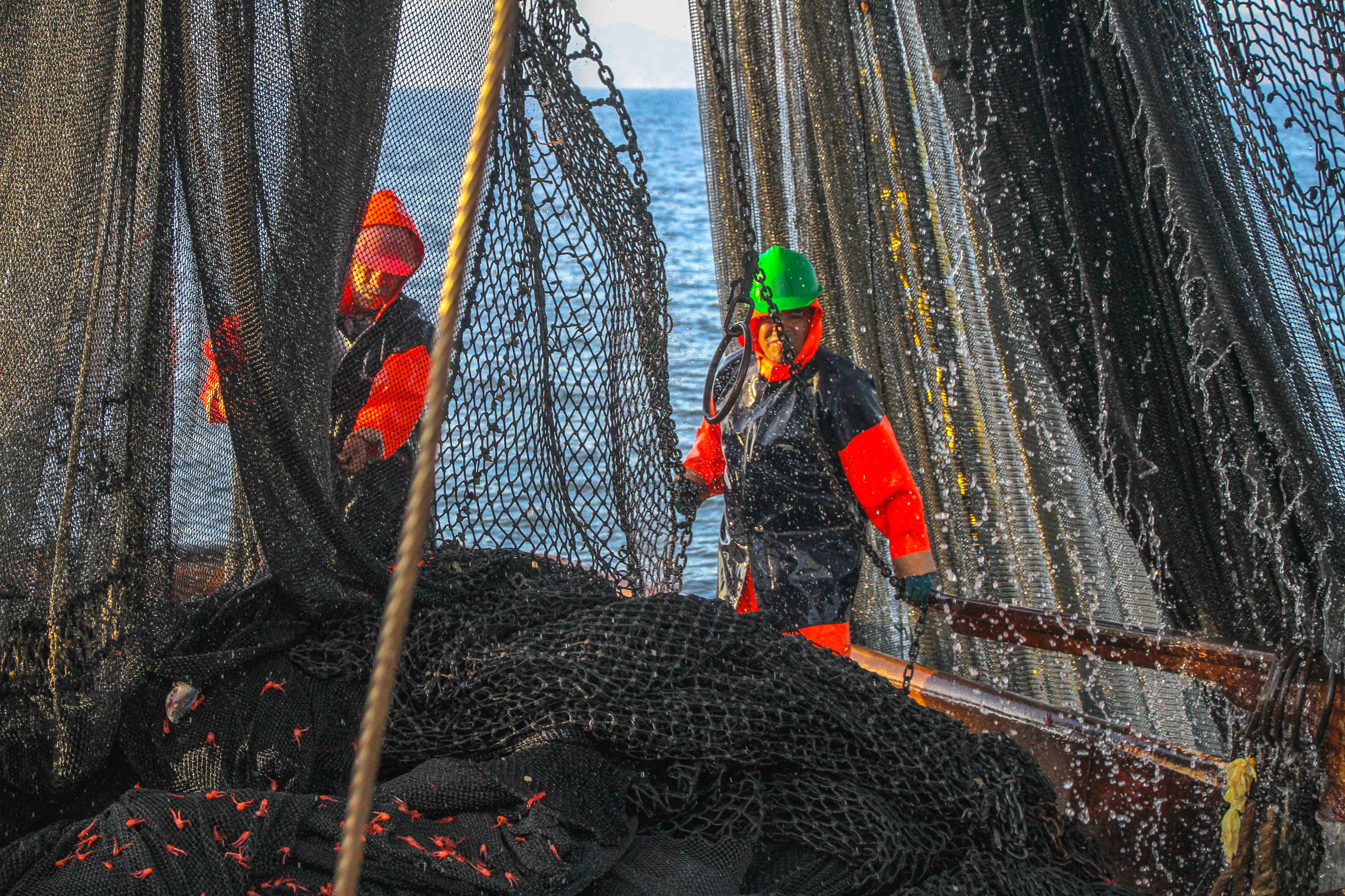 Establece Sader época y zona de veda 2019 para la captura de pelágicos ...