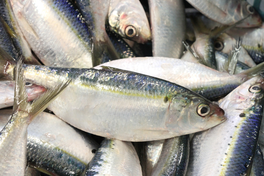 Establece Sader época y zona de veda 2019 para la captura de pelágicos ...