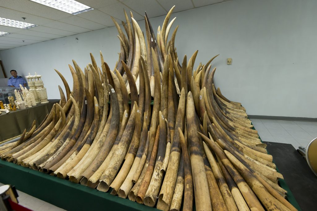 Japón anuncia el fin de las ventas de marfil - Prensa Animal