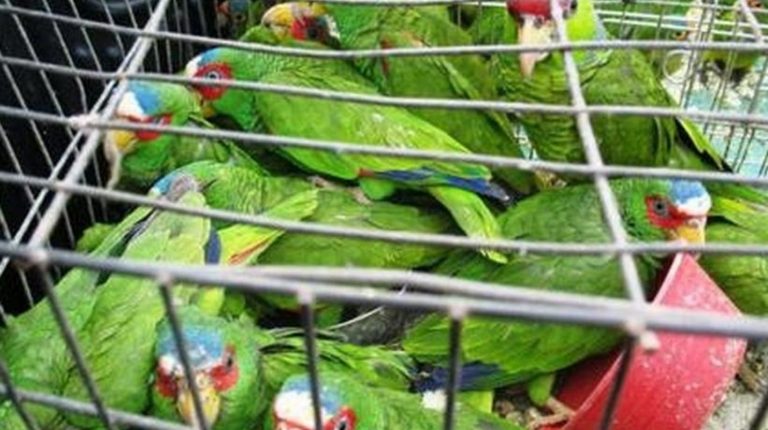 Aseguran 70 pericos atoleros en Durango - Prensa Animal