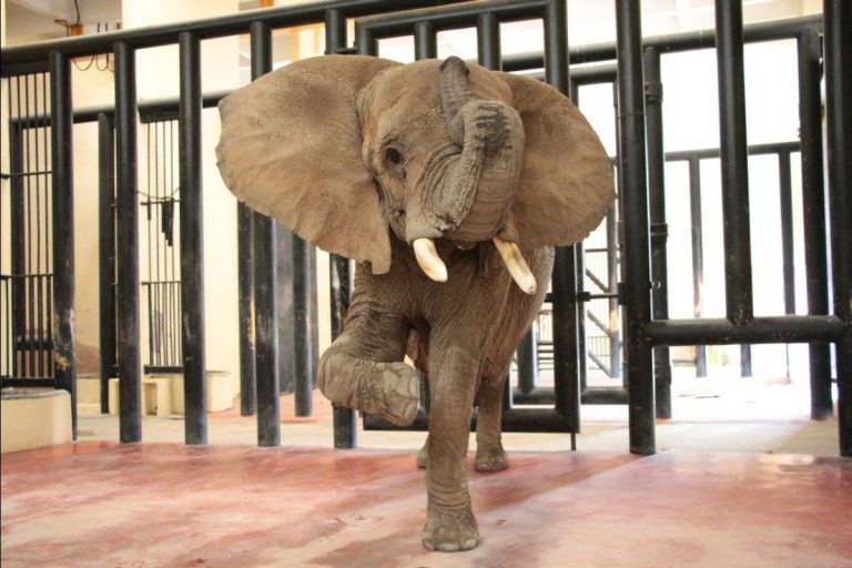 Habeas Corpus pide que elefante Ely vaya a un santuario - Prensa Animal