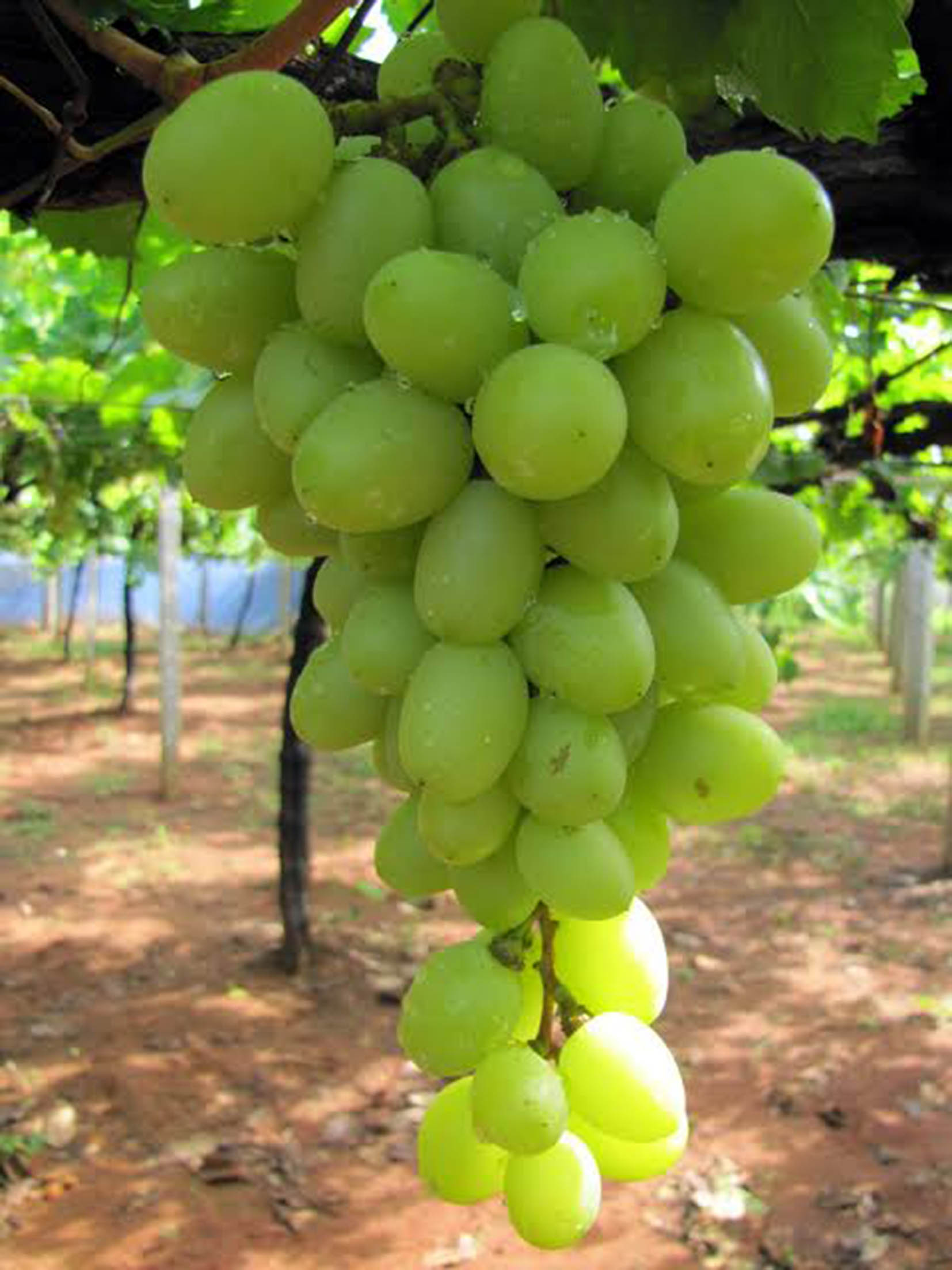 Uvas: el mejor regalo de Año Nuevo, por su alto valor nutricional ...