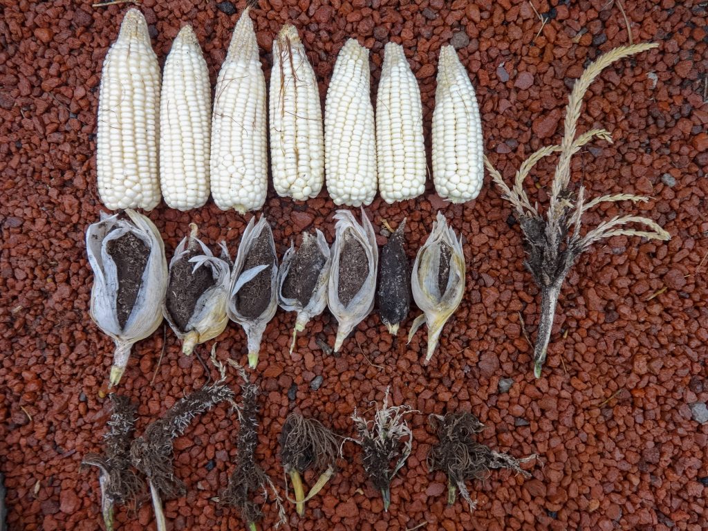 Promueven variedad de maíz resistente al carbón de la espiga - Prensa ...
