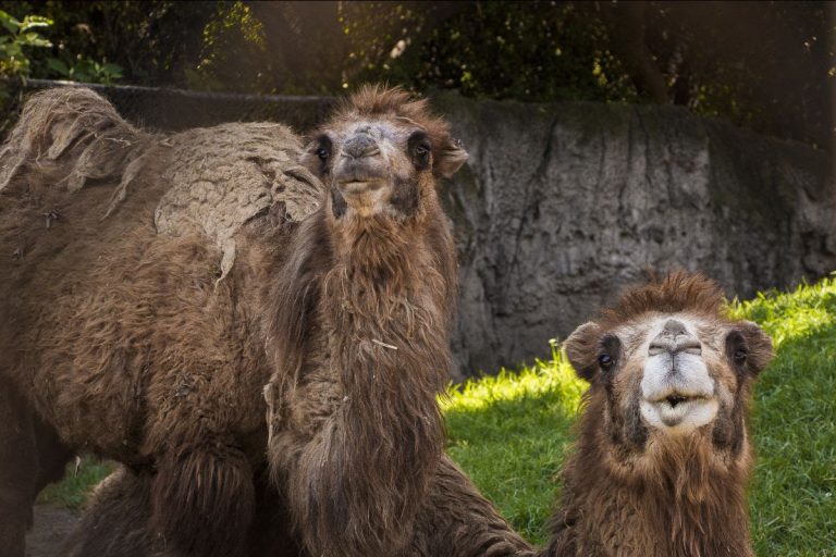 Conoce los tres camellos que viven en el Zoológico de Chapultepec ...