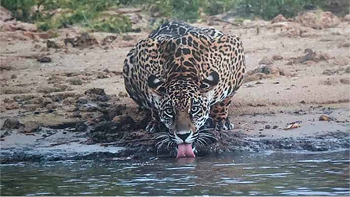 Protección de la Reserva de la Biosfera Montes Azules cumple 42 años ...