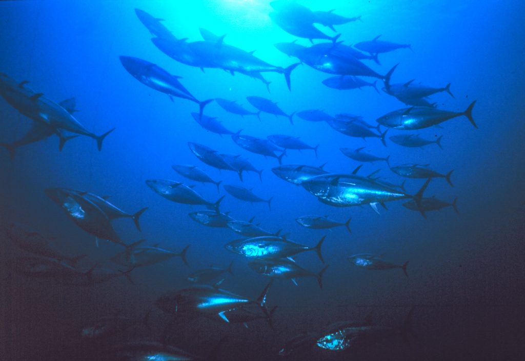Pescan tres mil 268 toneladas de atún aleta azul en el ciclo 2020 ...