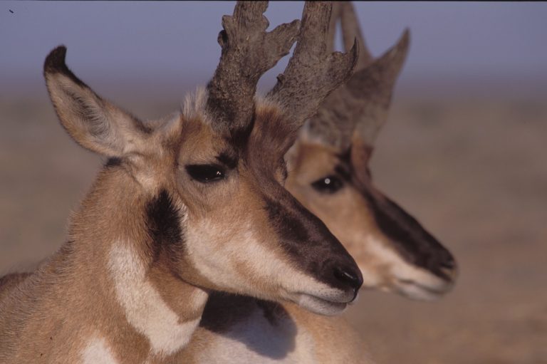 Inicia la temporada 2020 de nacimientos del berrendo peninsular ...