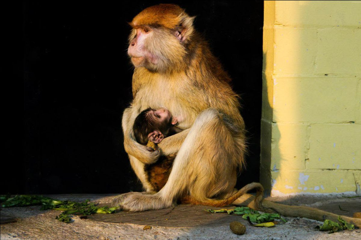 Nace cría de mono en Zoológico de San Juan de Aragón - Prensa Animal