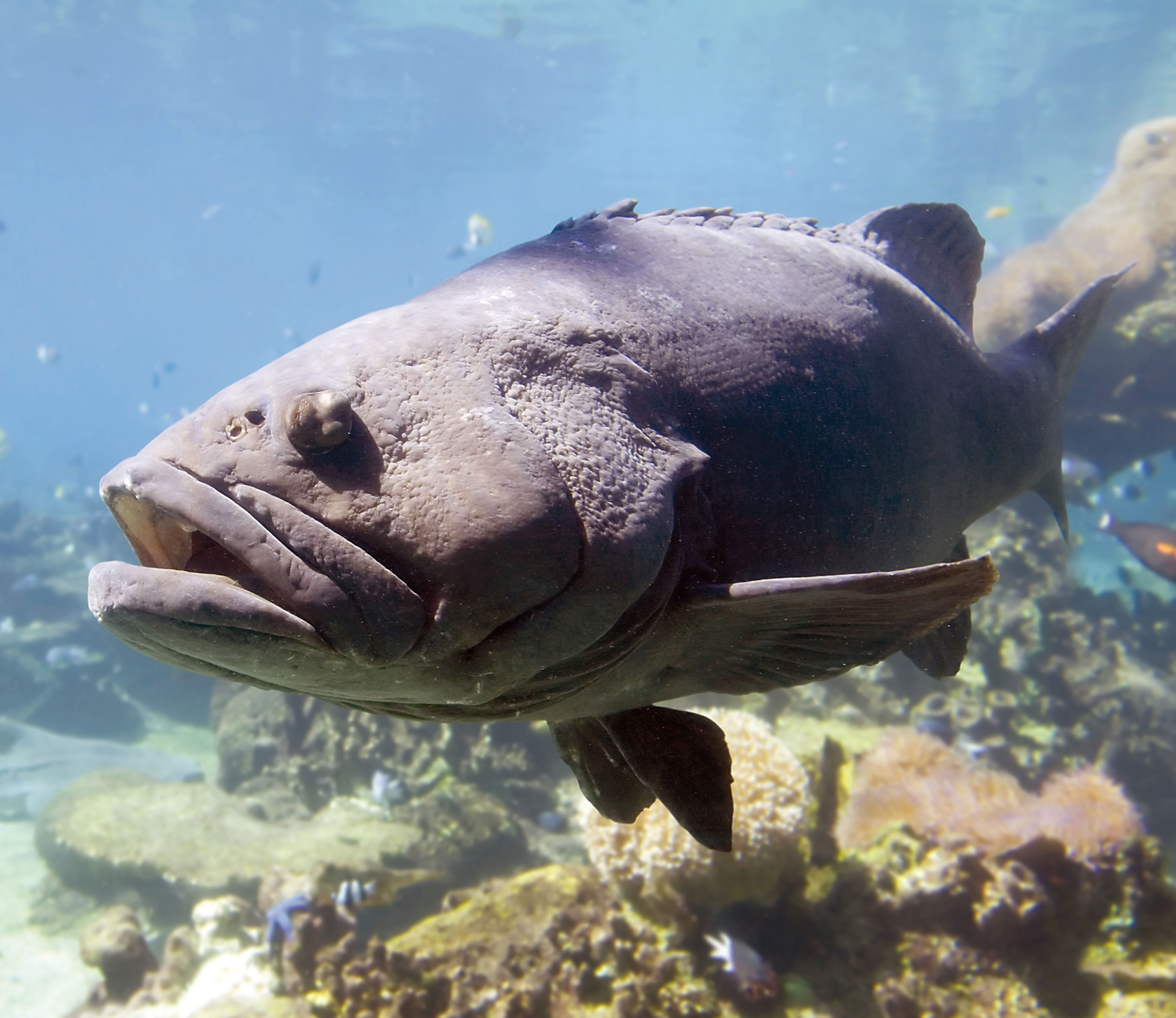 Inicia temporada de pesca de mero en el Golfo de México - Prensa Animal