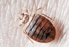 Más de un millón de mexicanos viven con la enfermedad de Chagas ...