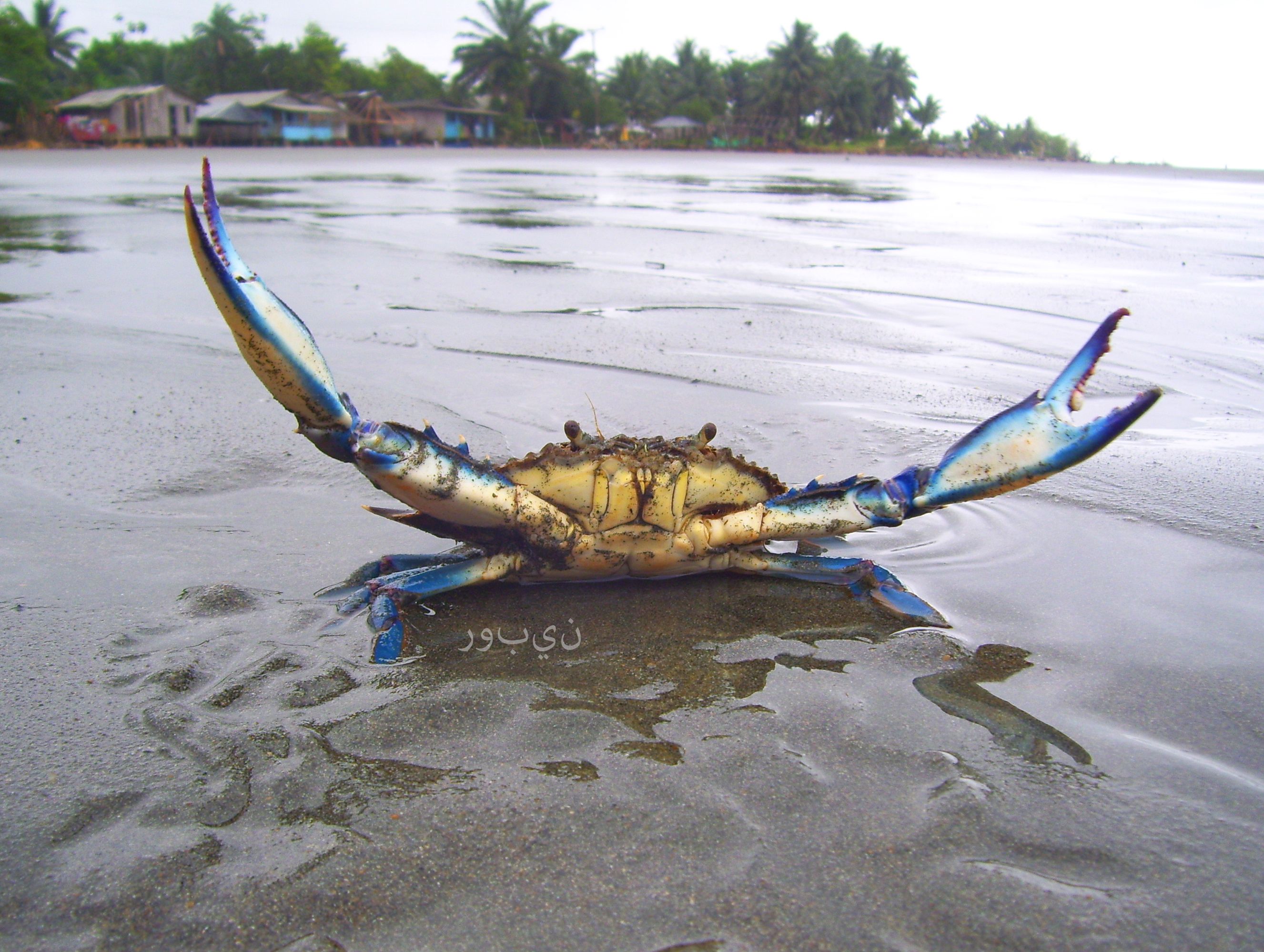 Actualizarán pesquería de jaiba en Océano Pacífico y Golfo de ...