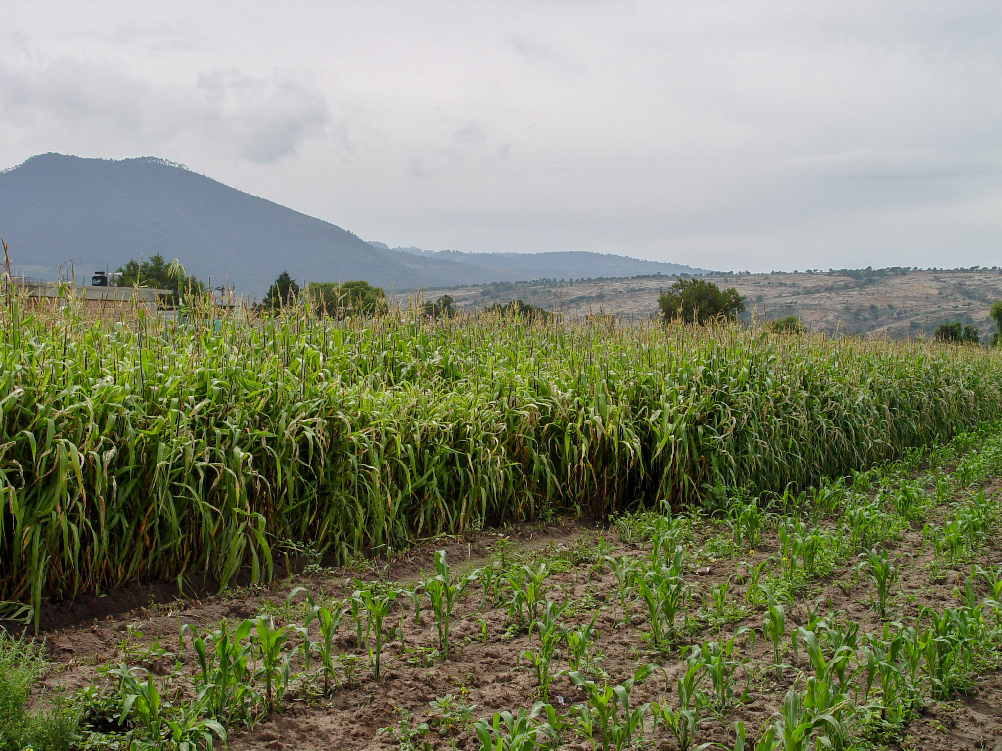 Convocatoria “Cocinando en casa con el maíz y la milpa” se extiende ...