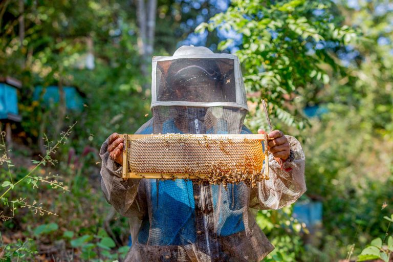 Desarrollan tecnologías para la crianza de la abeja sin aguijón ...