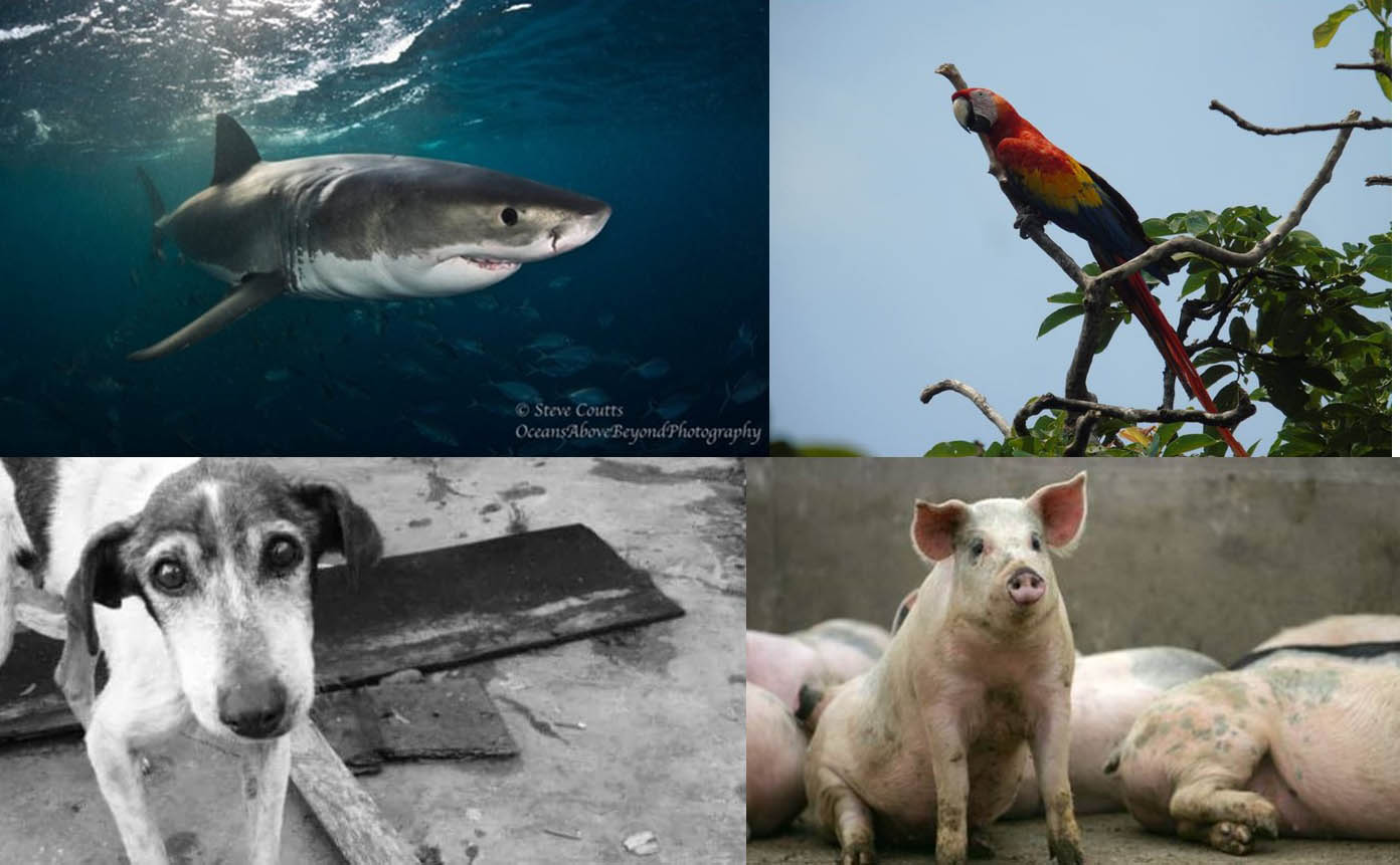 Prensa Animal continúa en favor de los animales - Prensa Animal