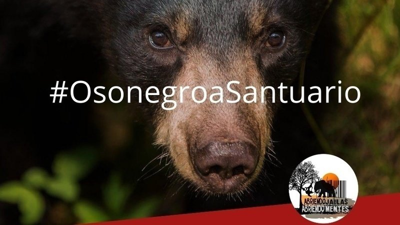 Piden ubicar a oso de Chipinque en Santuario - Prensa Animal