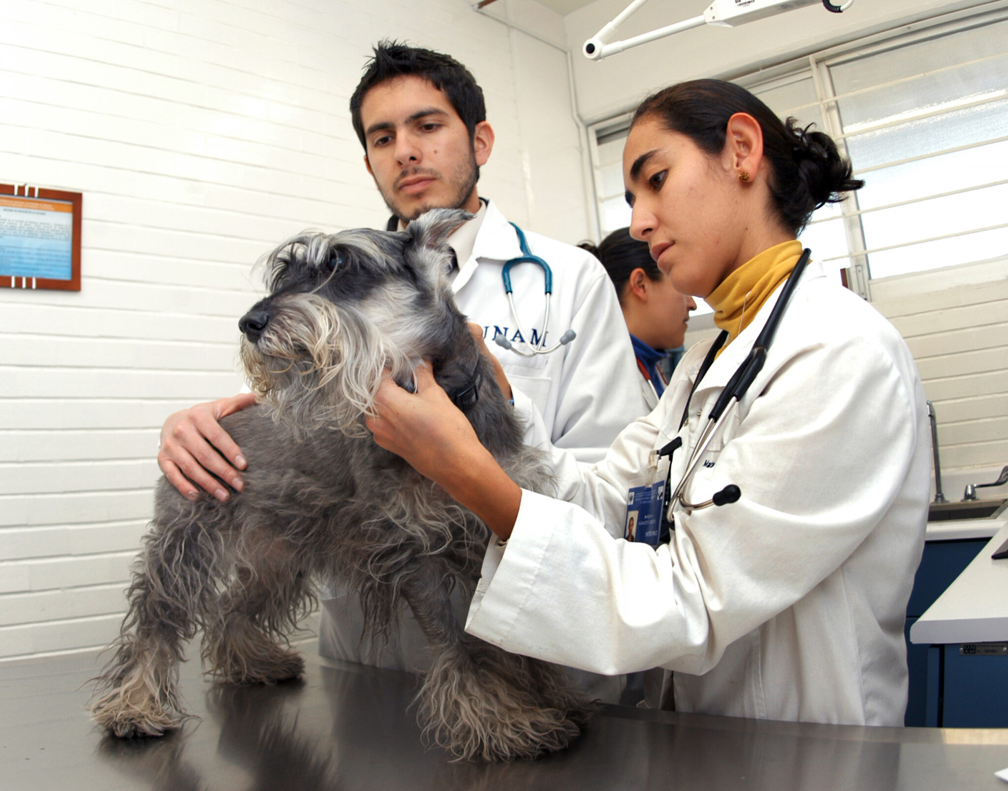 Veterinarios: esenciales para la salud humana - Prensa Animal